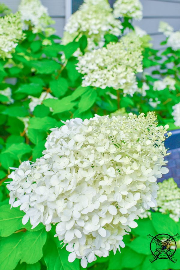 All About Autumn Hydrangeas – JENRON DESIGNS