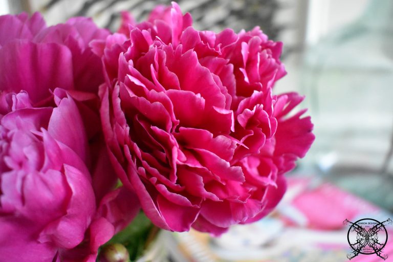 Growing Your Own Perfect Peonies – JENRON DESIGNS