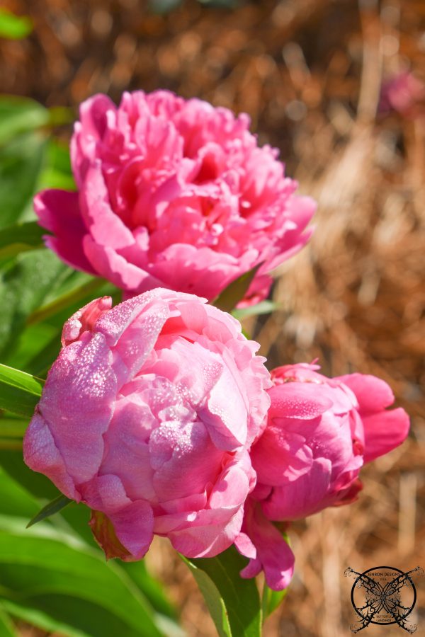 Growing Your Own Perfect Peonies – JENRON DESIGNS