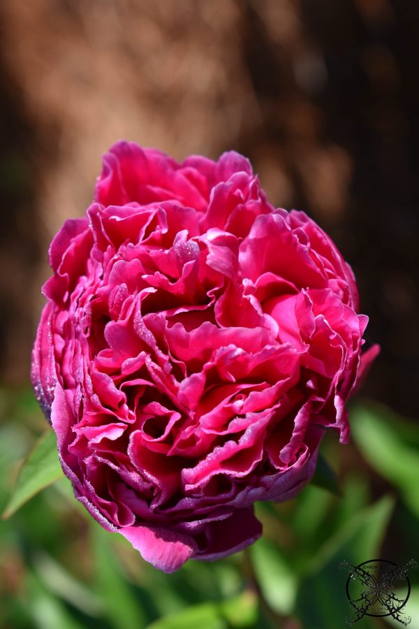 Growing Your Own Perfect Peonies – JENRON DESIGNS