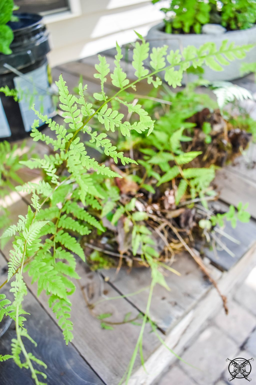 Growing a Shady Fern Garden – JENRON DESIGNS