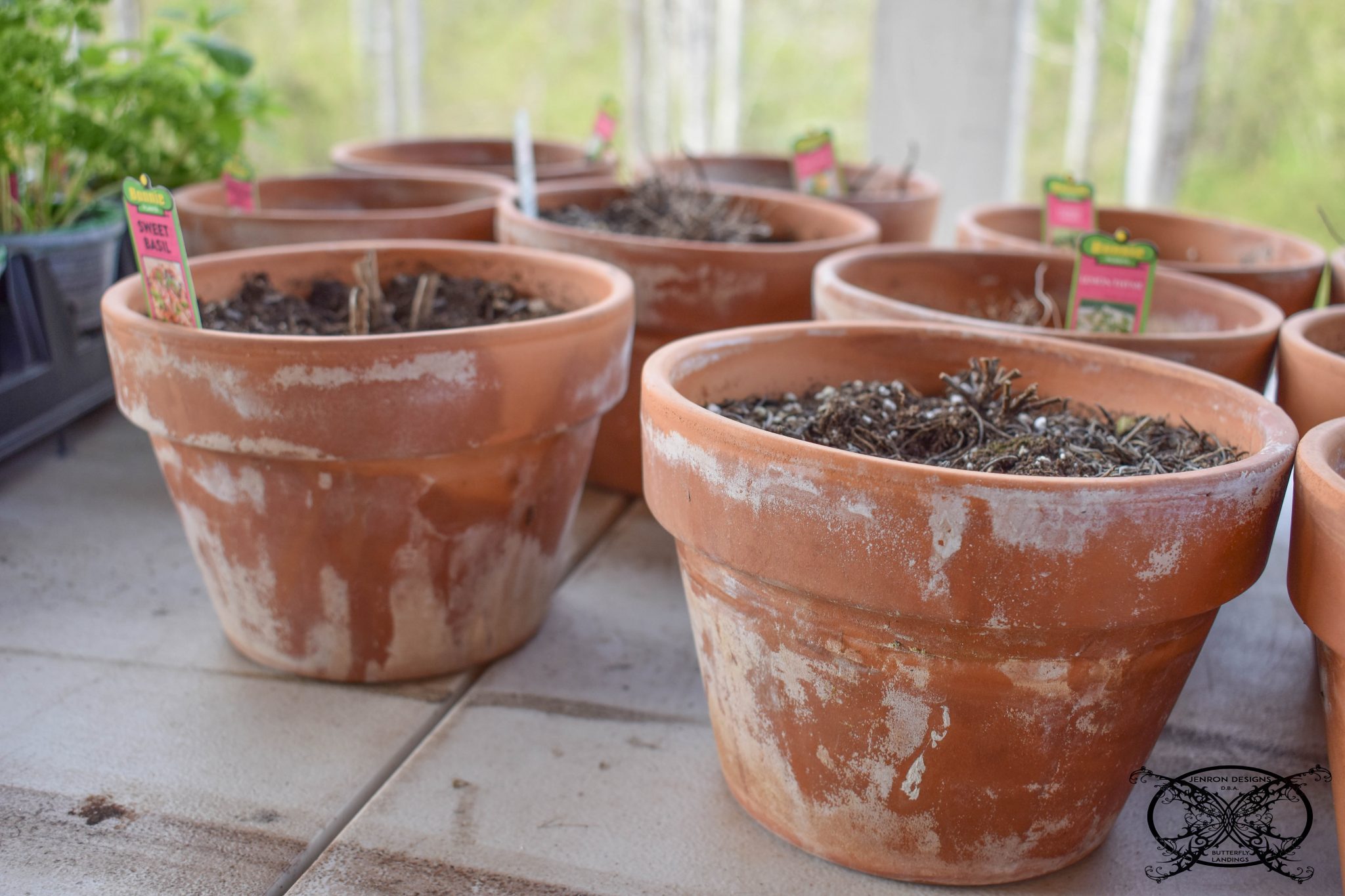 Easy Container Garden Combinations – JENRON DESIGNS