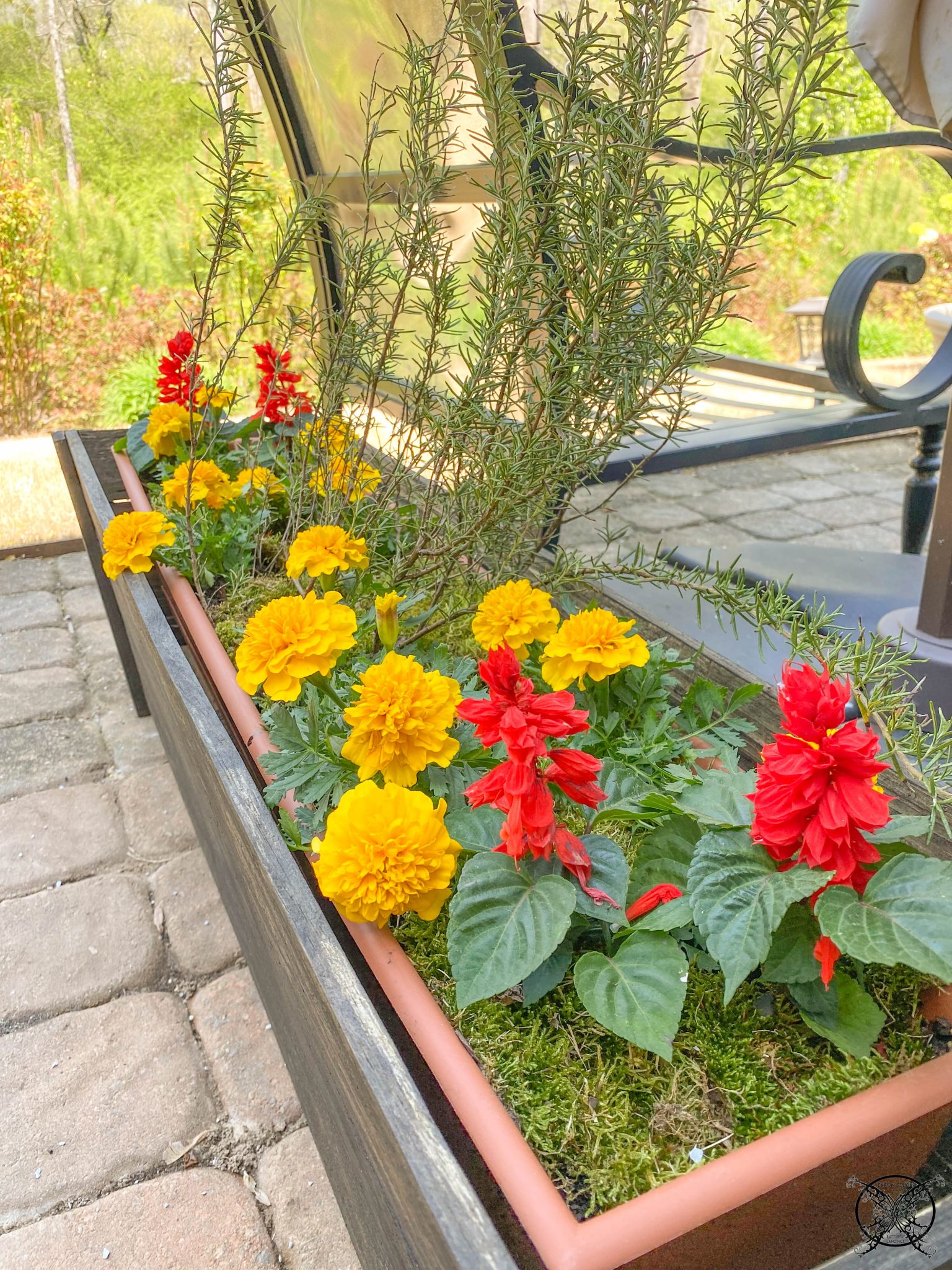 Easy Container Garden Combinations – JENRON DESIGNS