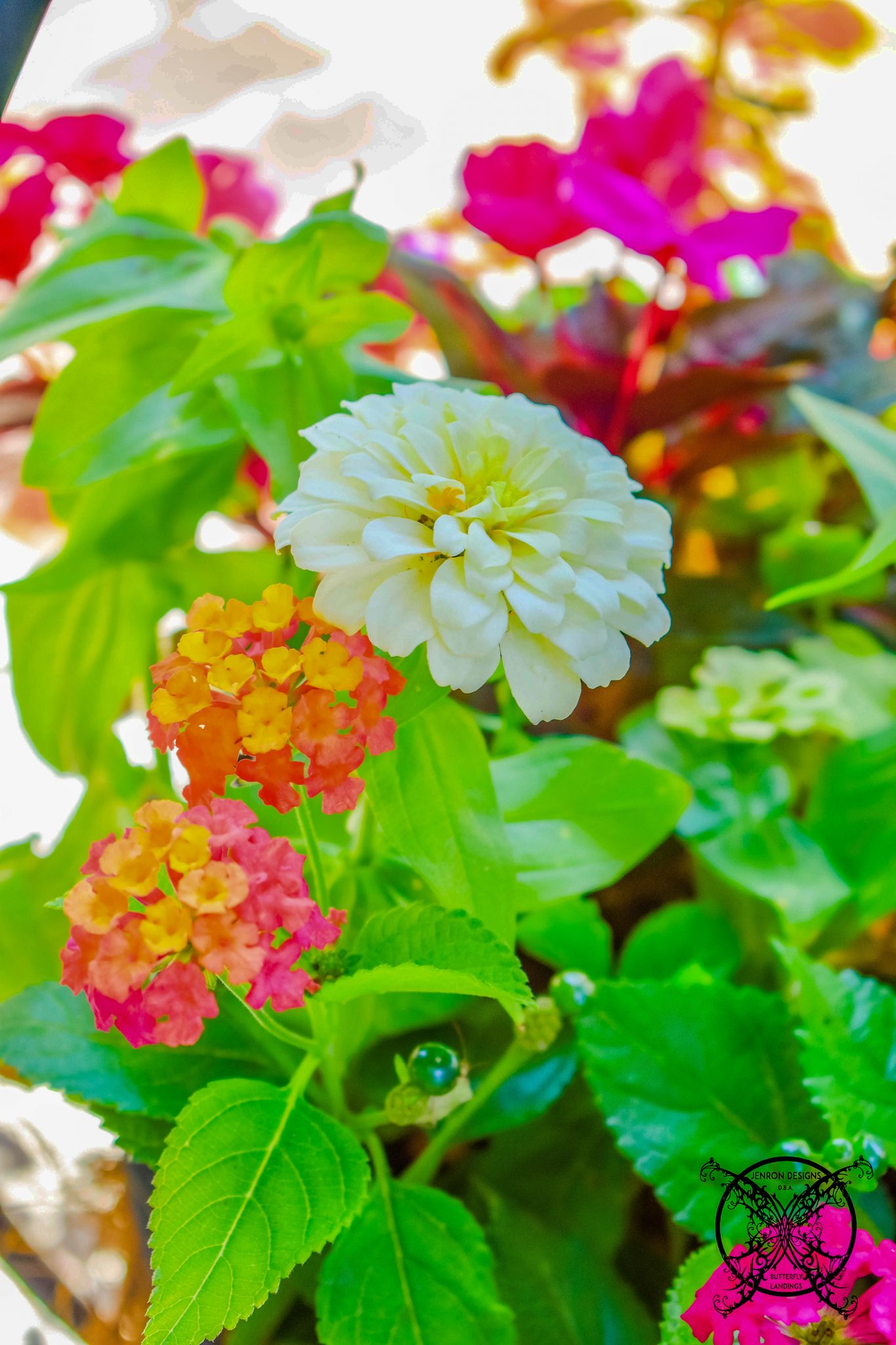 Easy Container Garden Combinations – JENRON DESIGNS