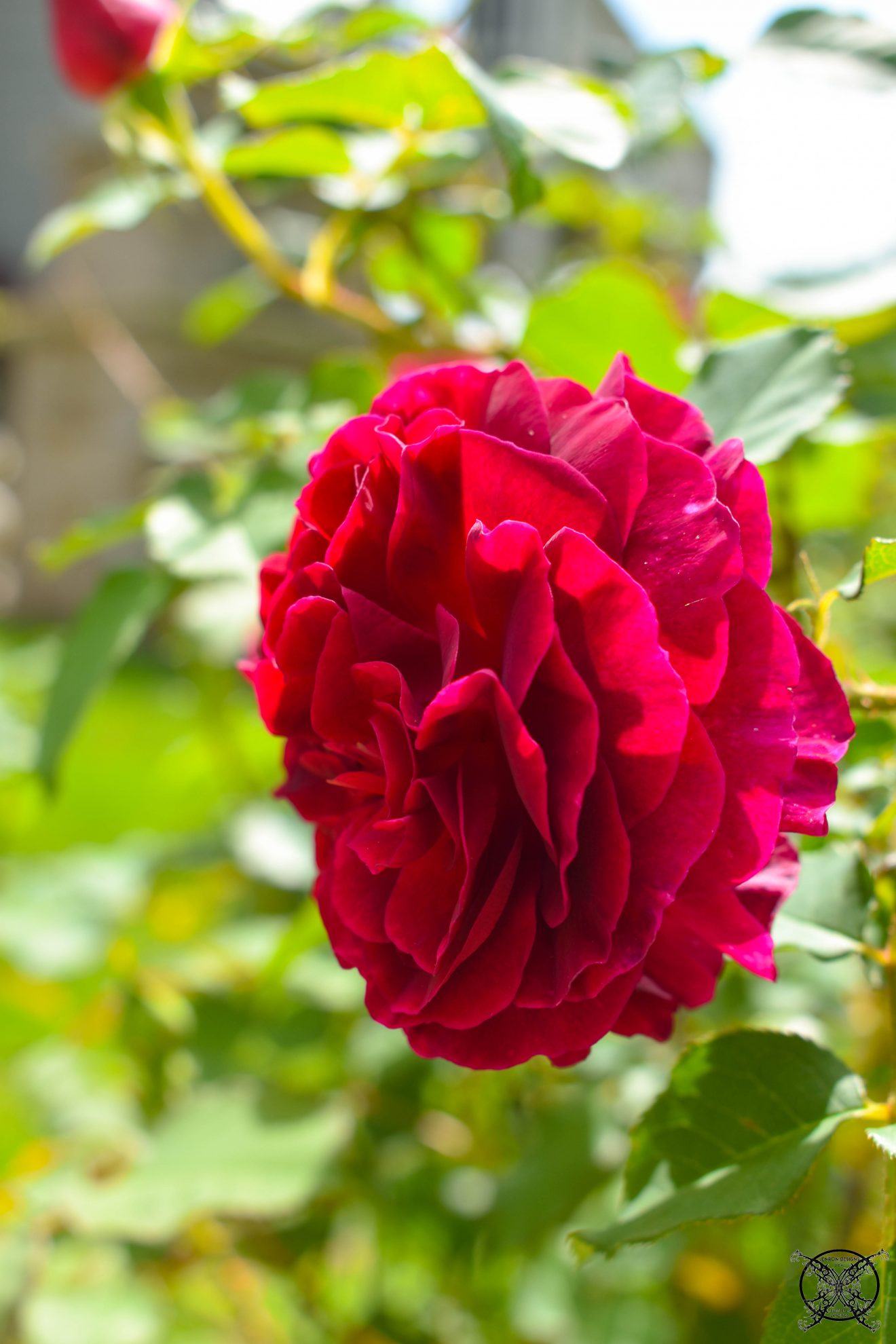 Creating an English Rose Garden – JENRON DESIGNS