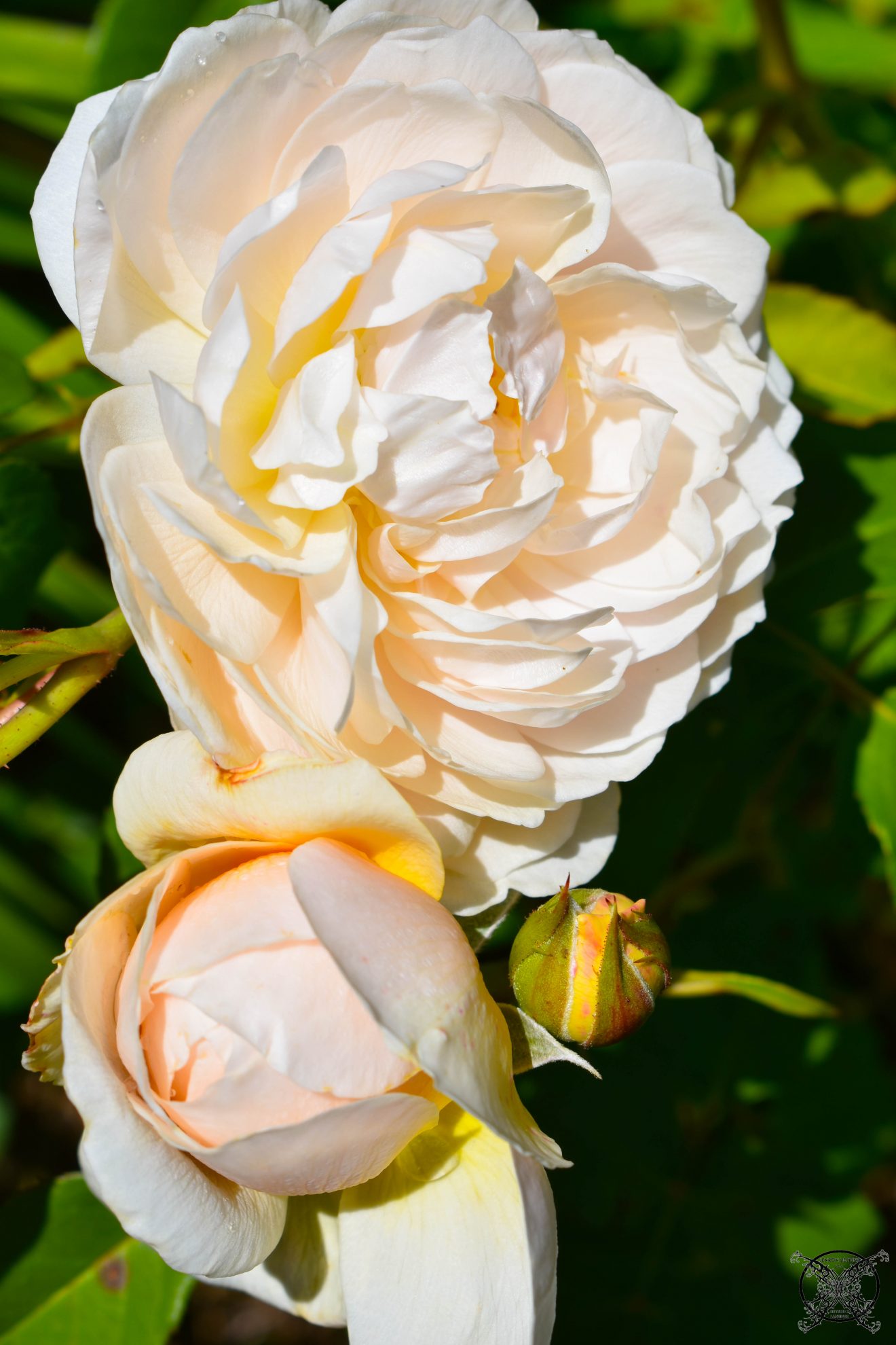 Creating an English Rose Garden – JENRON DESIGNS