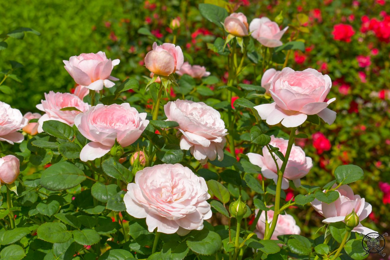 Creating an English Rose Garden – JENRON DESIGNS