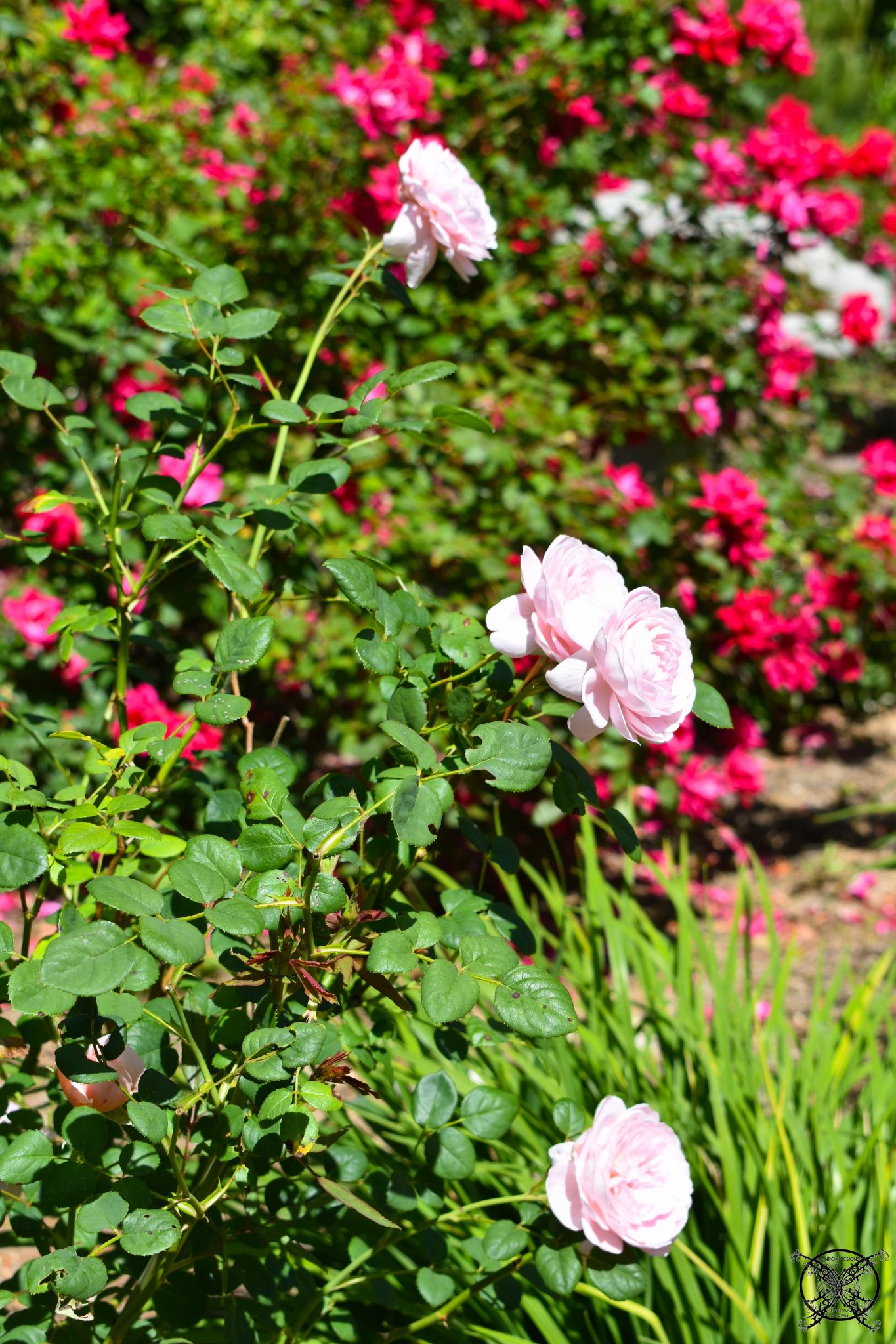 Creating an English Rose Garden - JENRON DESIGNS
