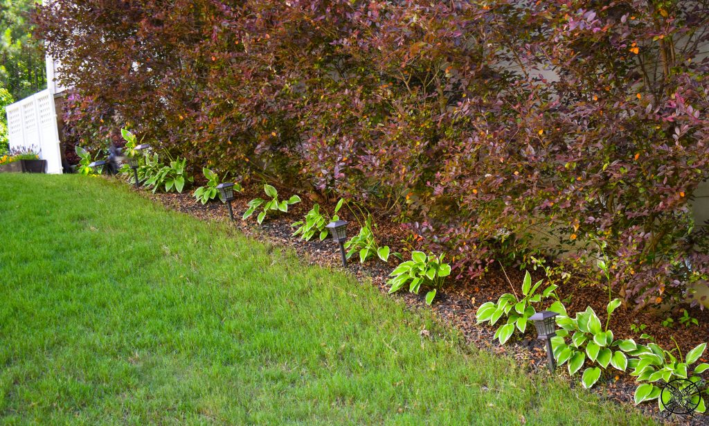 Easy Perennial Division for Free Plants – JENRON DESIGNS